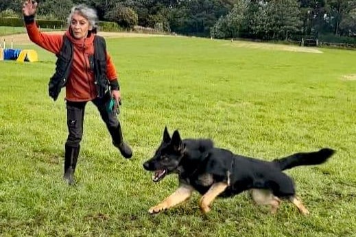 1-to-1 Dog Training in West Lothian | Pentlands